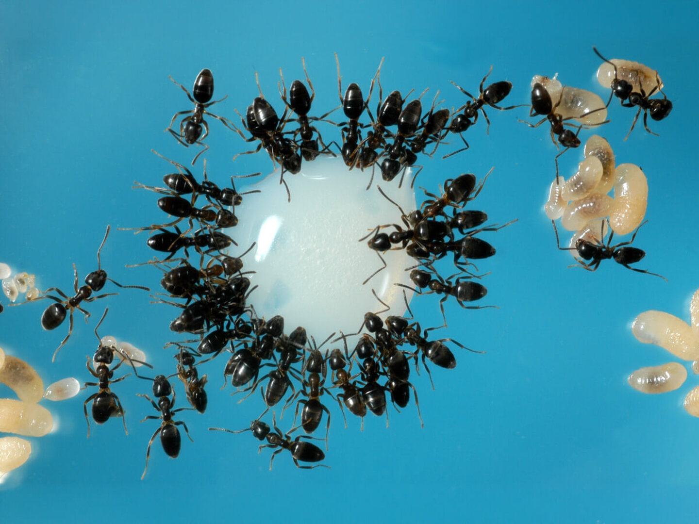 Ants | Horticulture, Landscape, and Environmental Systems | Nebraska