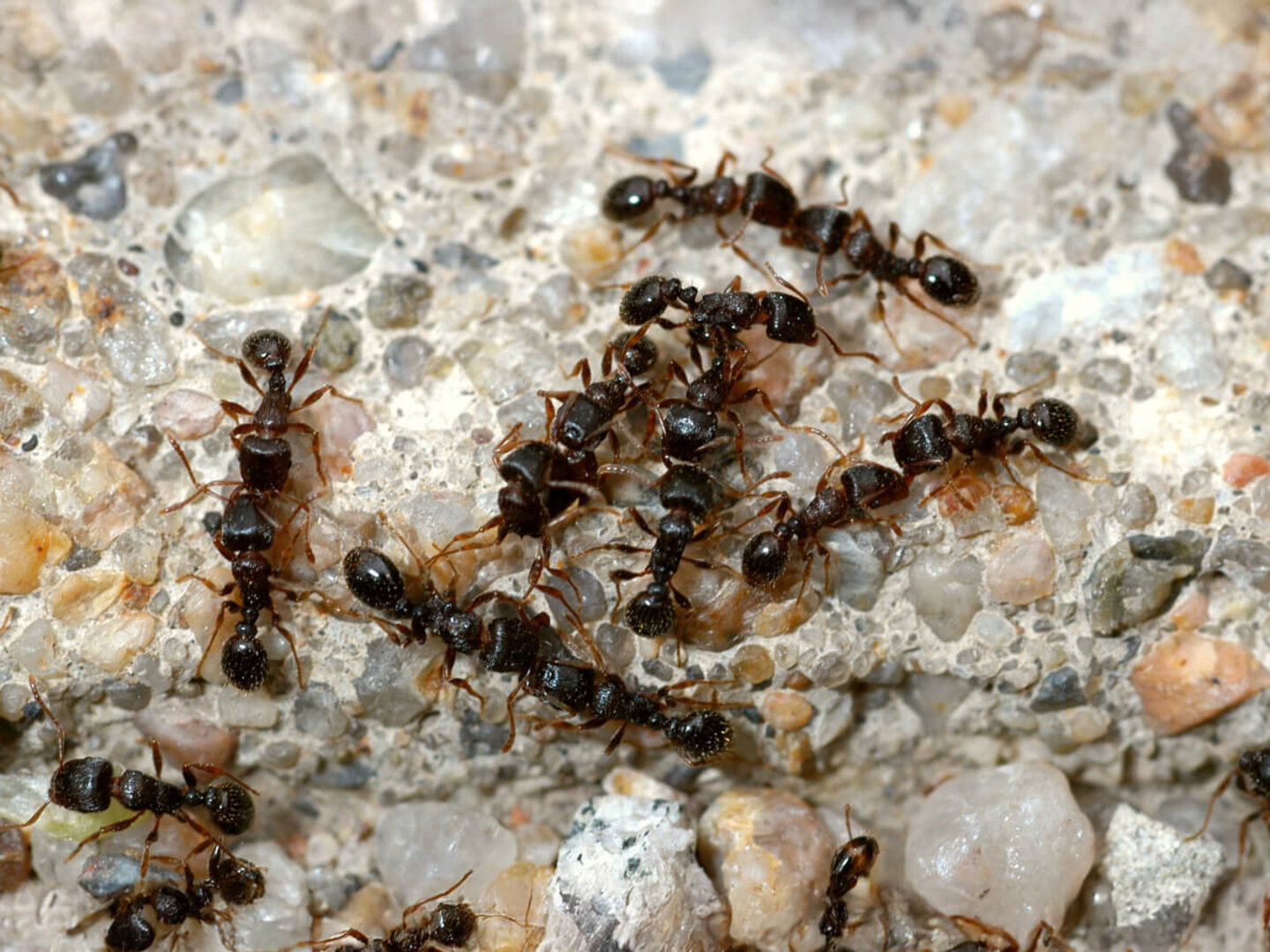 Ants | Horticulture, Landscape, and Environmental Systems | Nebraska