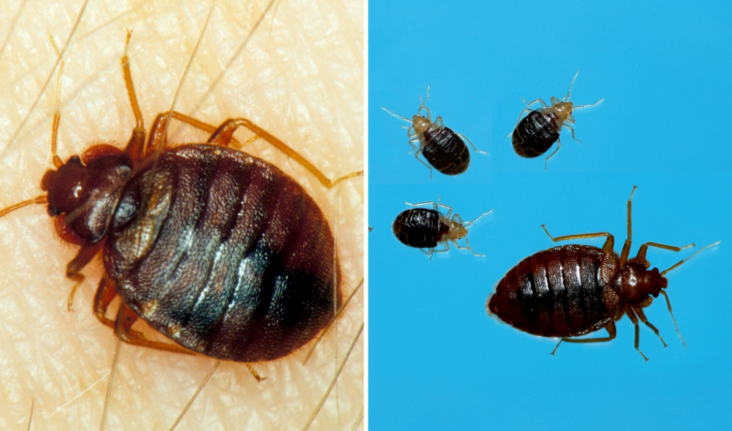 Bed Bugs | Horticulture, Landscape, and Environmental Systems | Nebraska
