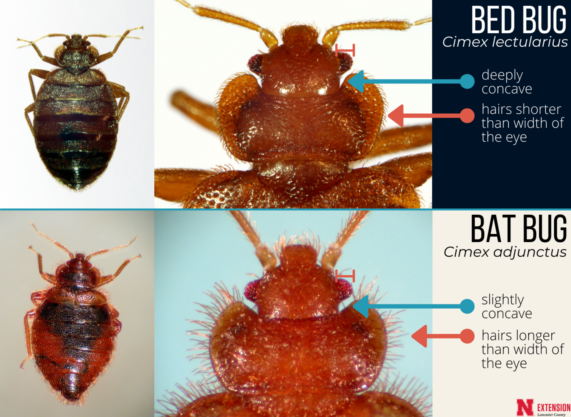 Bed Bugs | Horticulture, Landscape, and Environmental Systems | Nebraska