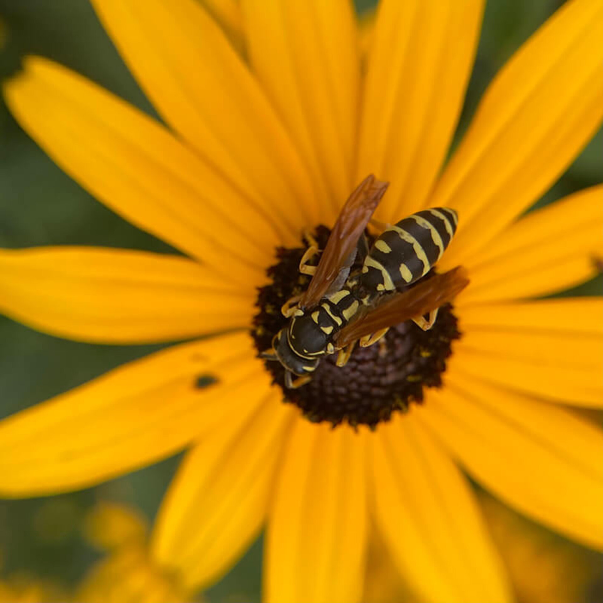 Paper wasps and Yellowjackets | Horticulture, Landscape, and ...