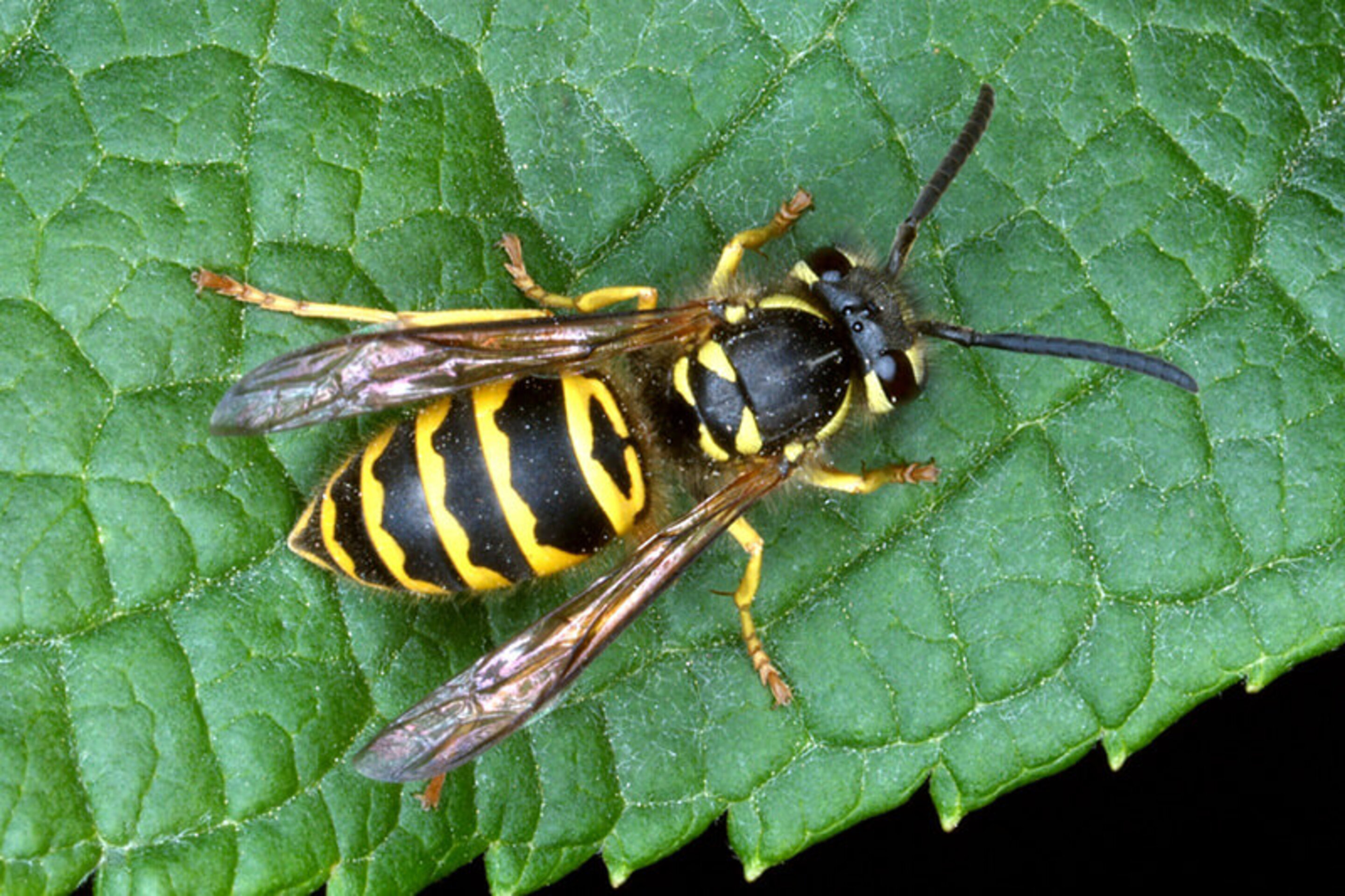 Paper wasps and Yellowjackets | Horticulture, Landscape, and ...
